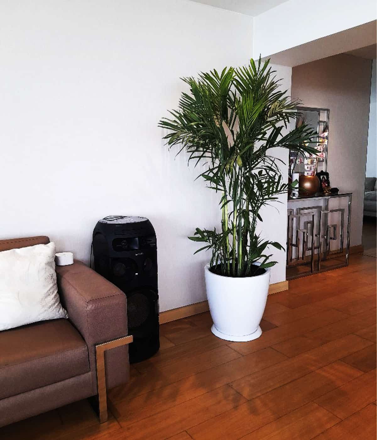 Palmera Bambù | 2mts | Jardin.pe