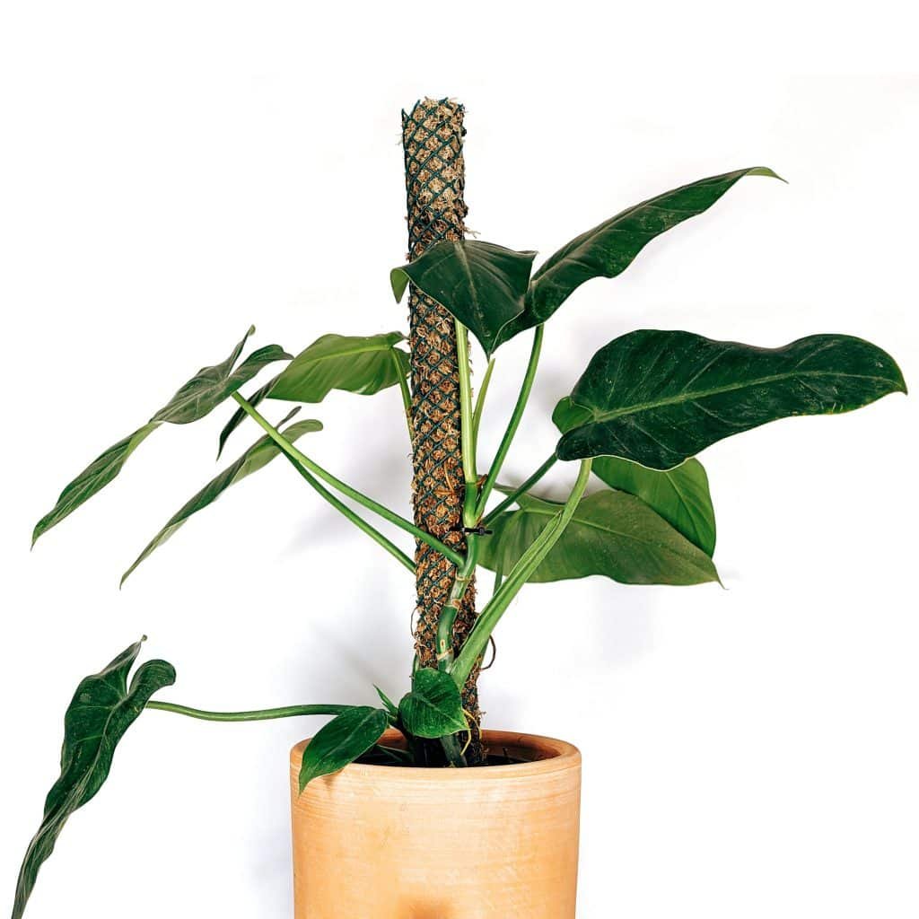 Tutor de musgo | Jardin.pe
