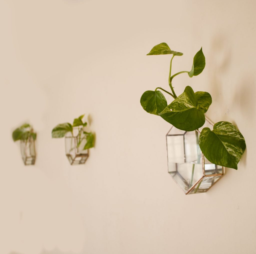 Boa variegata (Epipremnum aureum) + Domo Hídrico Hexagonal | 15.5 cm ...