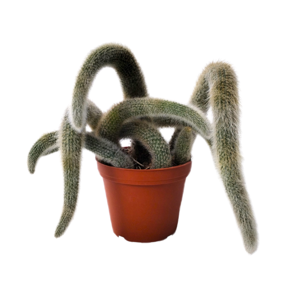 Planta Suculenta Cola de Mono + Maceta de plástico | 25 cm | Jardin.pe
