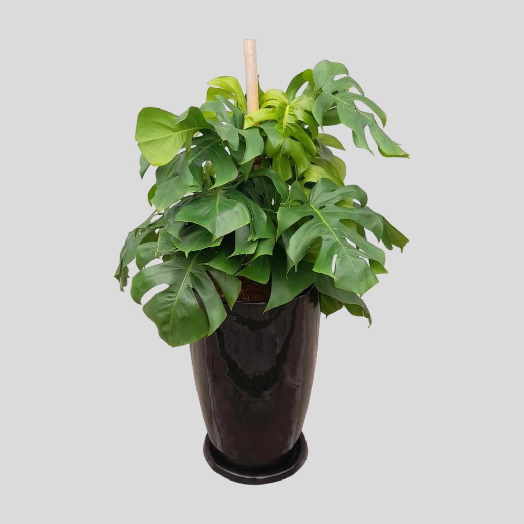 Monstera + Maceta Malva | 1.20mts | Jardin.pe