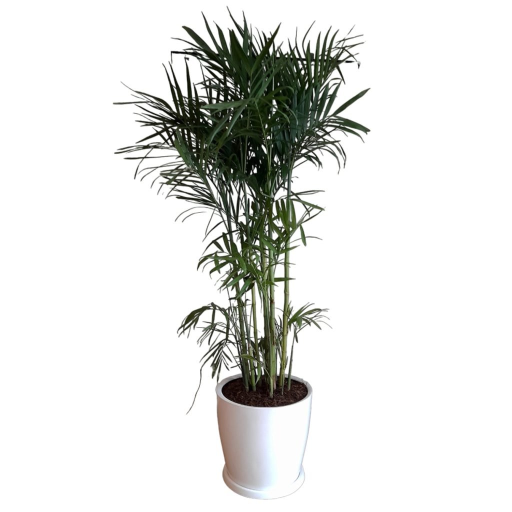 Palmera Bambù | 2mts | Jardin.pe