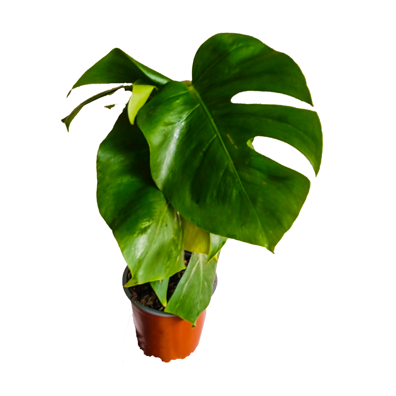 Monstera deliciosa o Costilla de Adán | 95cm | Jardin.pe