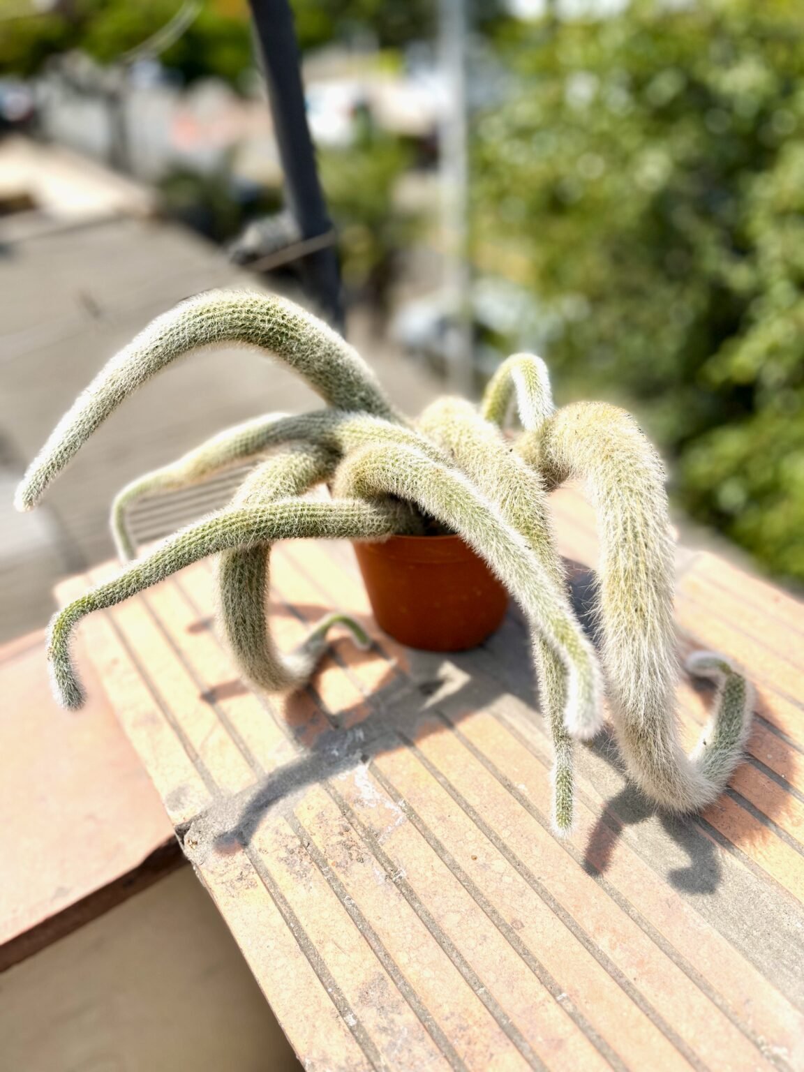 Planta Suculenta Cola de Mono + Maceta de plástico | 25 cm | Jardin.pe