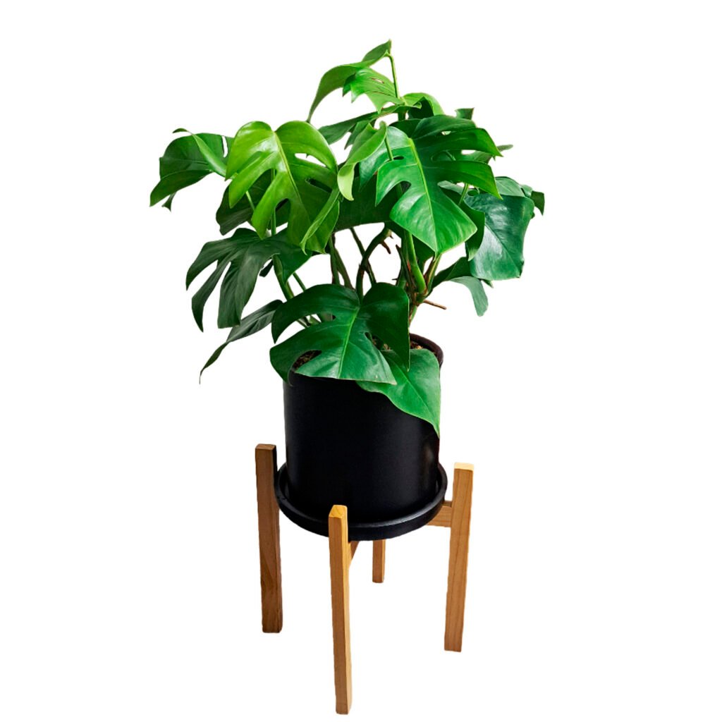 Monstera en maceta negra y pedestal de madera | 90cm. | Jardin.pe